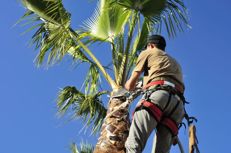 Expert Palm Tree Pruning for Healthy Growth
